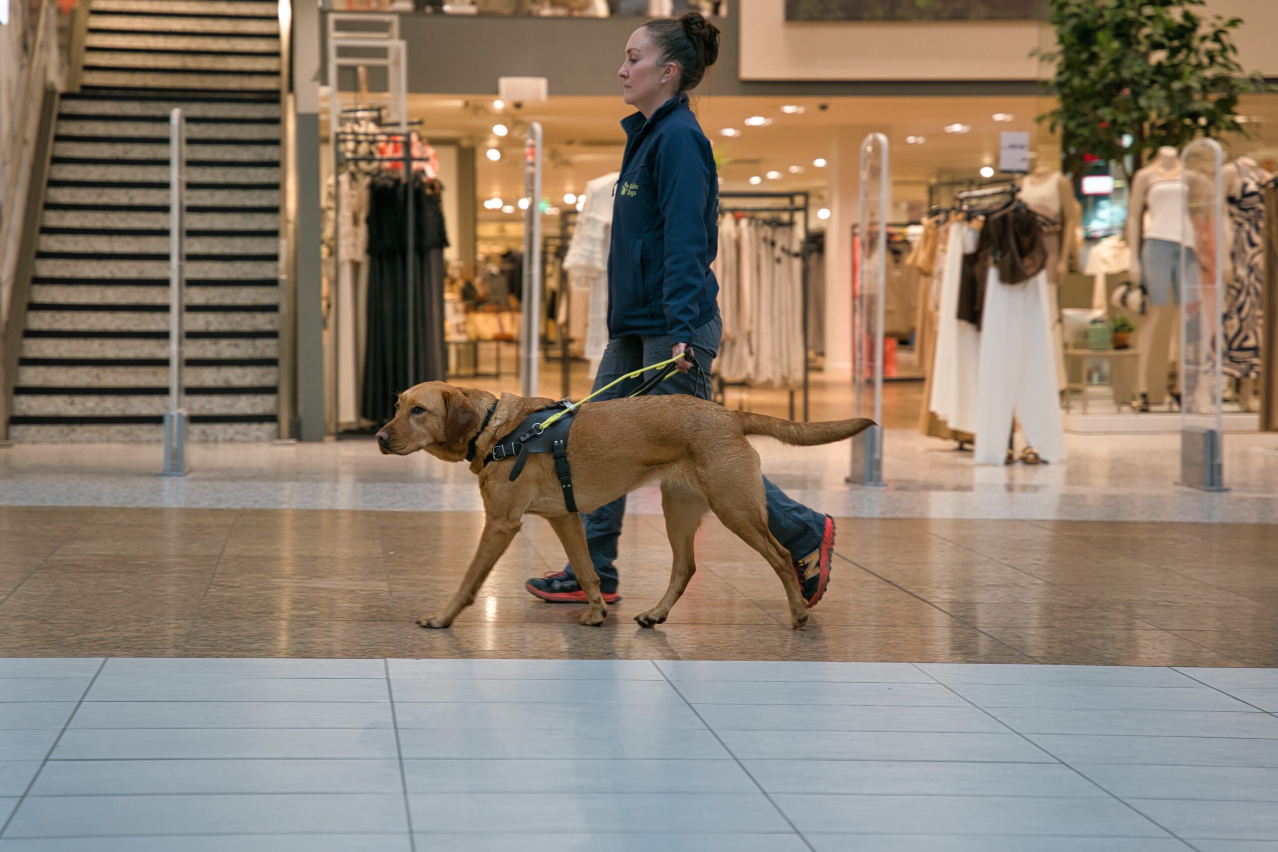 Could you foster a trainee guide dog in Waverley? - WAVE Magazine